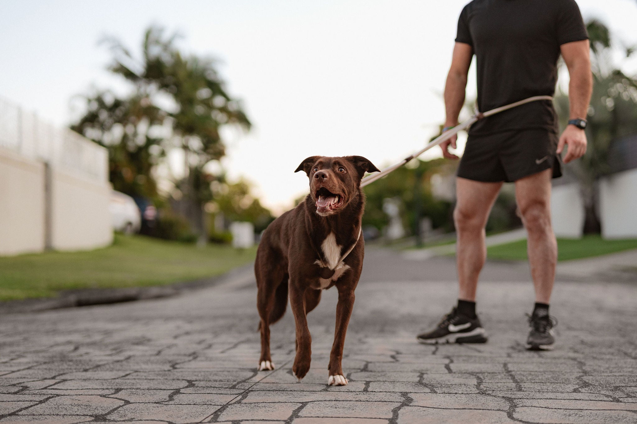 How to use your leash